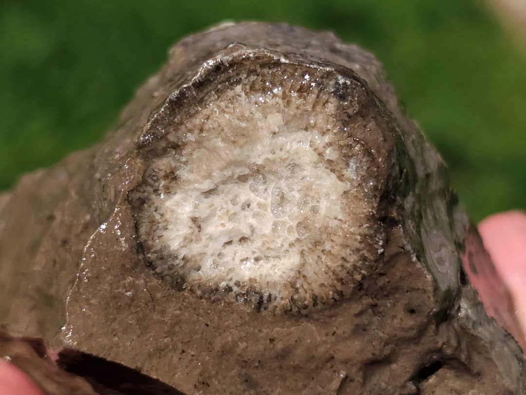 Devonian Limestone Fossil, Rugosa Horn Coral, Cladopora, Petoskey ...