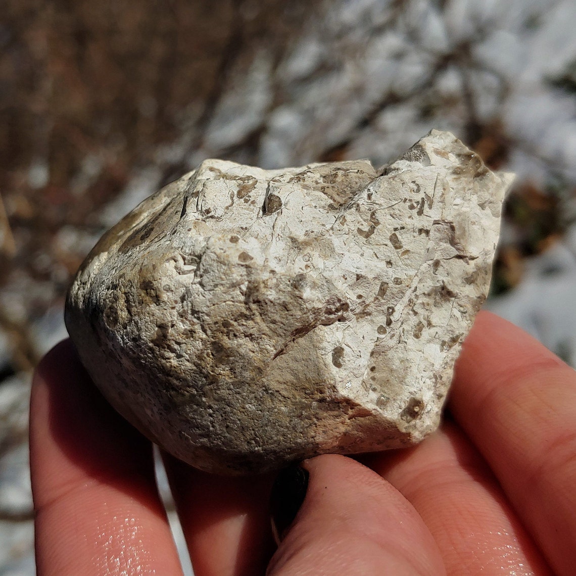 Unique Fossiliferous Limestone & Chert w Shiny Calcitic | Etsy
