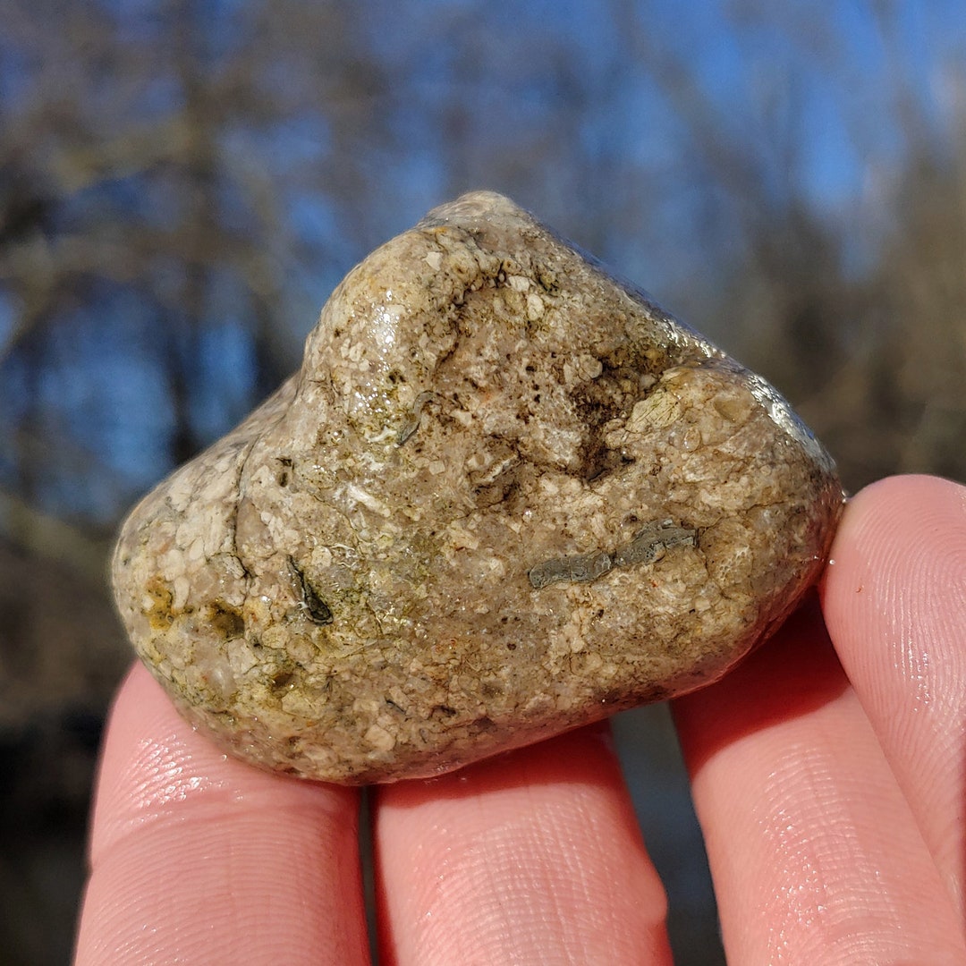 Ordovician Fossil Limestone, Crinoid Coral, Bryozoa, Brachiopod Shells ...
