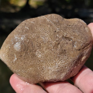 Large Stunning Branching Cladopora Coral Fossil in Crinoid Limestone ...