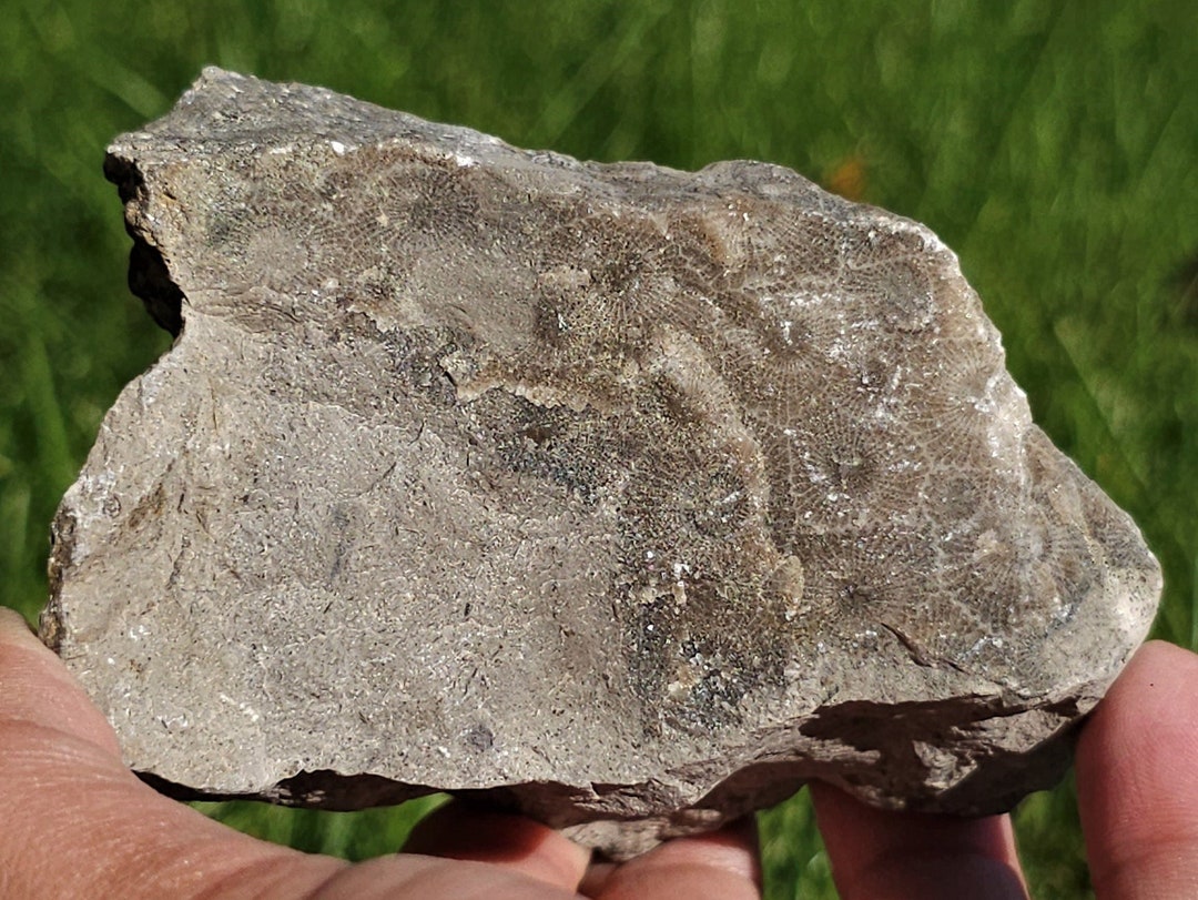 Devonian Limestone Coral Fossil, Hexagonaria Petoskey, Cladopora ...