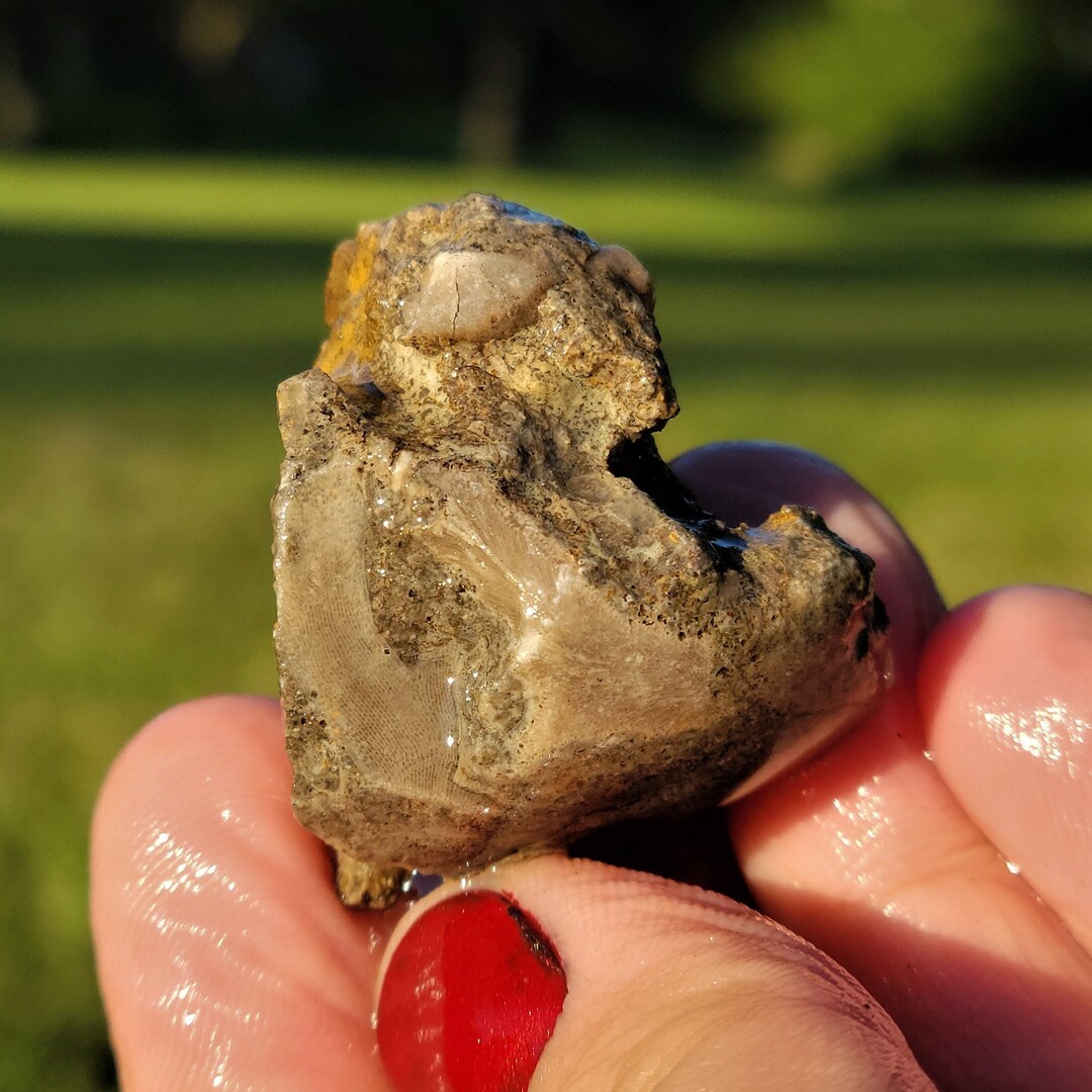 Cladopora Branch Corals, Crinoids, Brachiopod Shells Fossils in ...