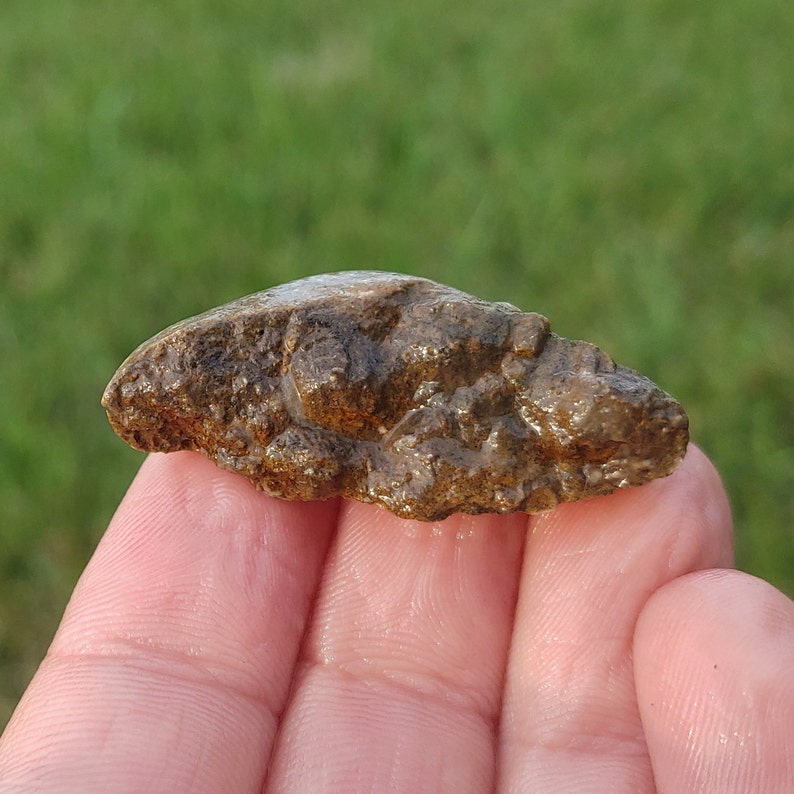 Small Double Branching Cladopora Coral in Soft Crinoidal | Etsy