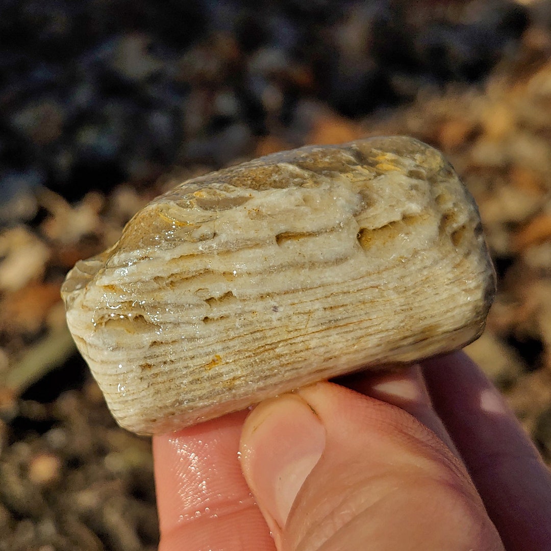 Rugosa Horn Coral Ordovician Fossil, Crinoidal Limestone, Brachiopods ...