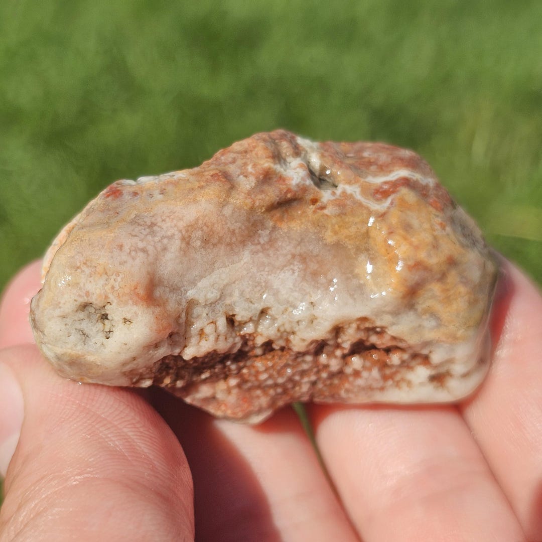 Oolitic Agatized Fossil Pseudomorph, Silicified Coral or Sponge Fossil ...