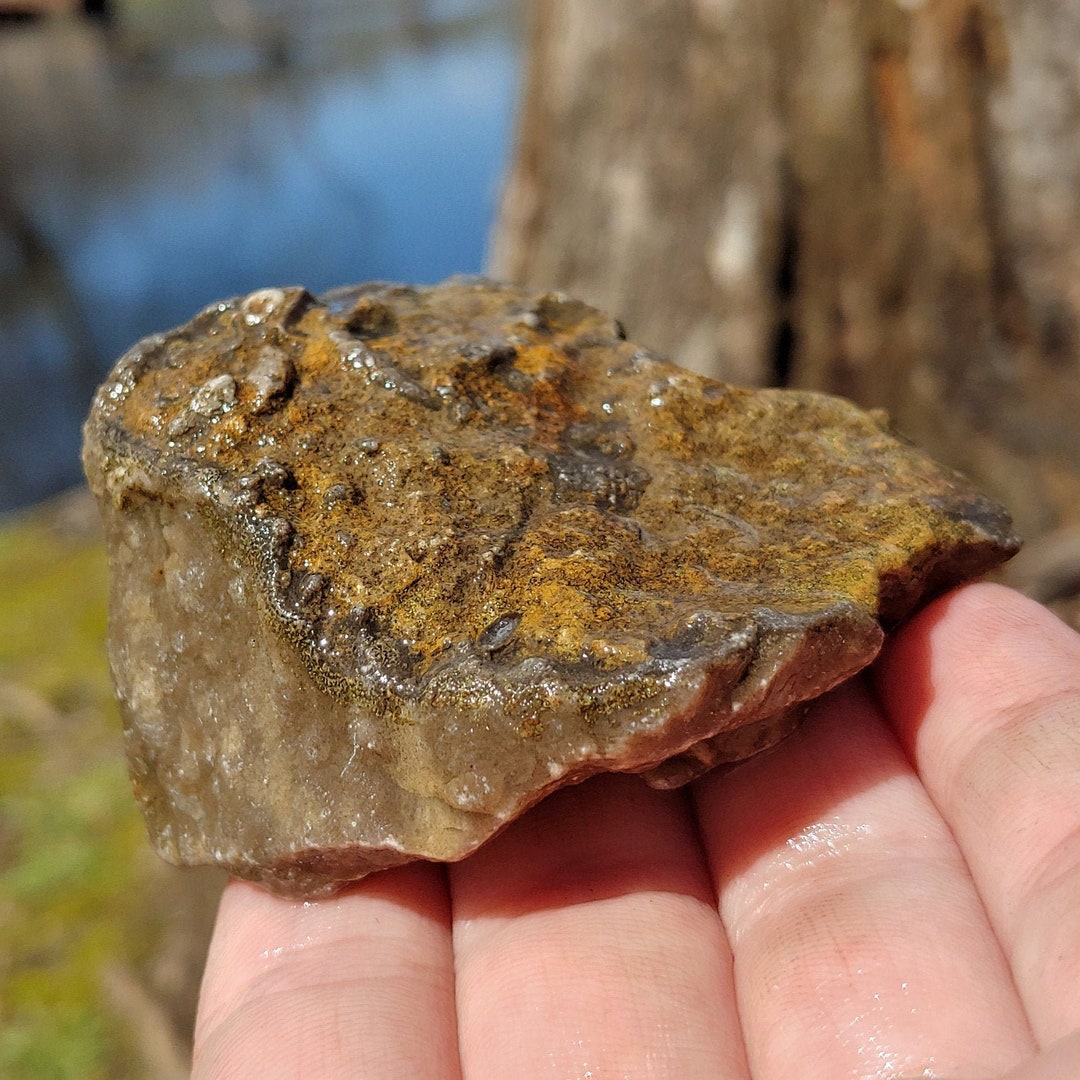 Large Stromatoporoid Sponge Fossil Visible Mounds, Cladopora, Crinoids ...