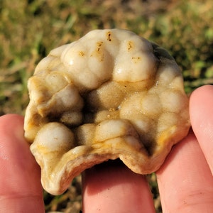 Coldwater Lace Agate Stromatolite Fossil Mississippi River Rock ...