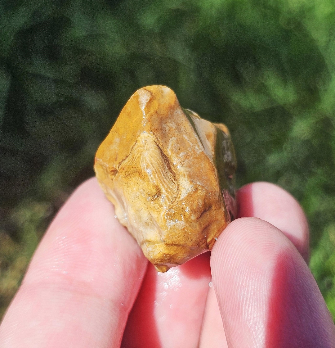 Arkansas Crowley Ridge Fossil Chert, Rugosa Horn Coral, Mississippi ...