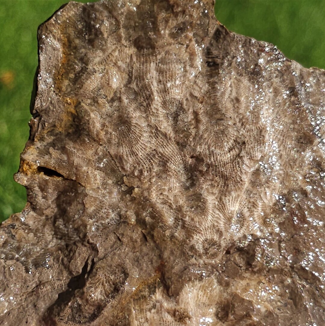 Devonian Limestone Fossil Hexagonaria Petoskey Coral, Sponge, Cladopora ...