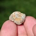 Rugosa Horn Coral Whole Fossil Paleozoic Great Lake Michigan 3g Raw ...