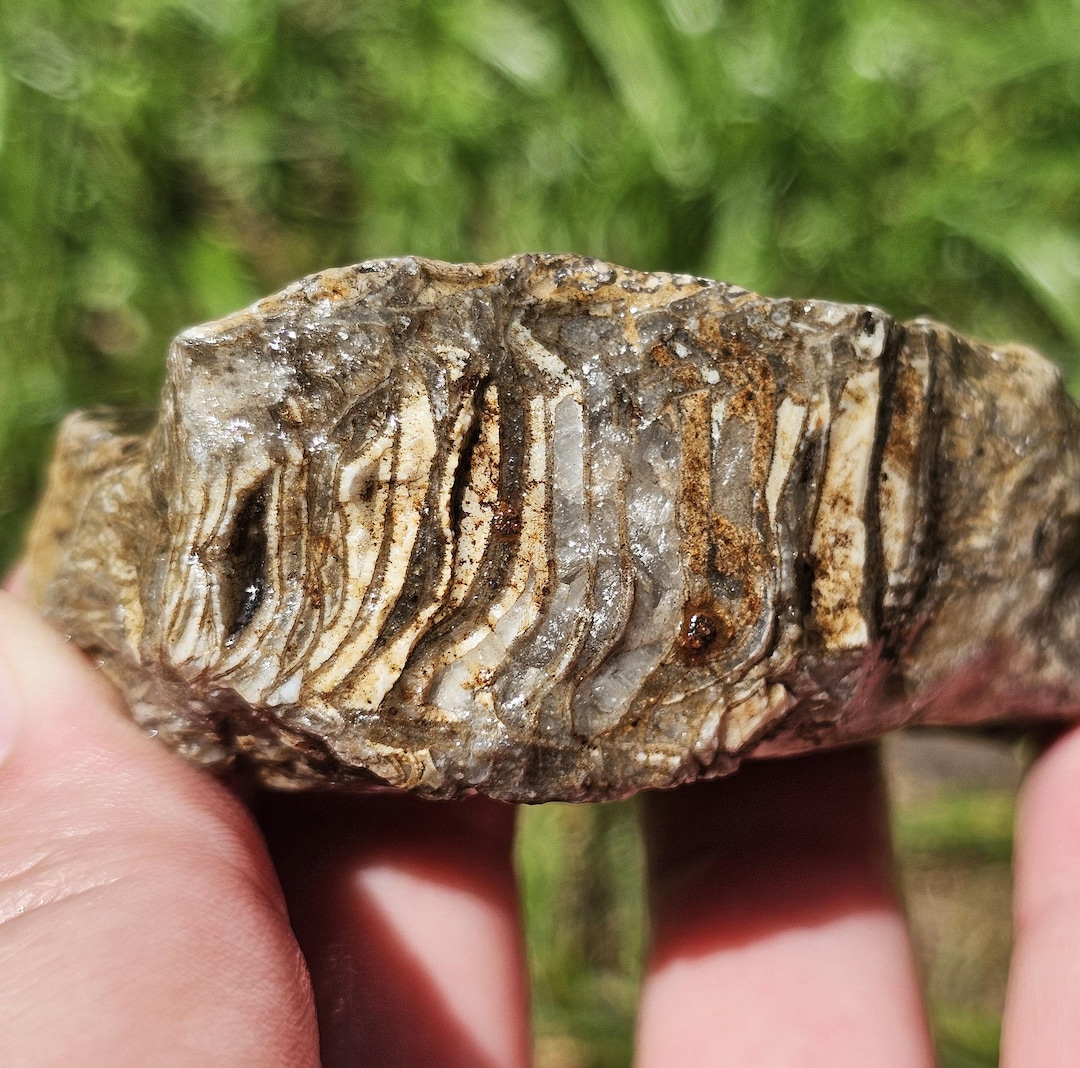 Large Silicified Rugosa Horn Coral Fossil, Clam Fossil, Fossiliferous ...