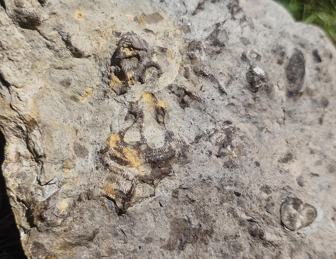 Devonian Limestone Fossil, Hexagonaria Petoskey Coral, Cladopora ...