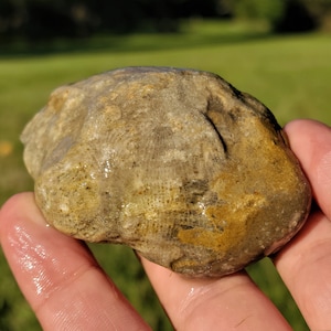 Petoskey Stone, Hexagonaria Percarinata Coral, Cladopora, Fossil ...