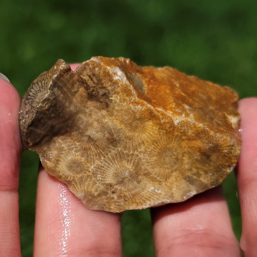 Rough Hexagonaria Percarinata Petoskey Coral Fossil W Limonite From ...