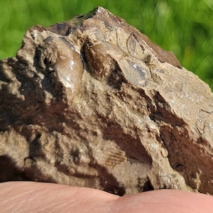 Brachiopod Shell Fossils, Devonian Limestone, Mother of Pearl & Druzy ...