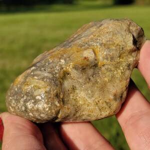 Petoskey Stone, Hexagonaria Percarinata Coral, Cladopora, Fossil ...