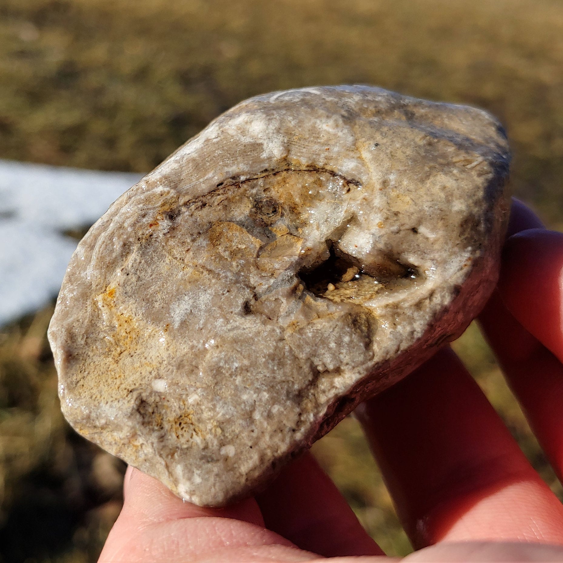 Stromatoporoid Sponge Ordovician Fossil, Horn Coral, Quartz, Calcitic ...
