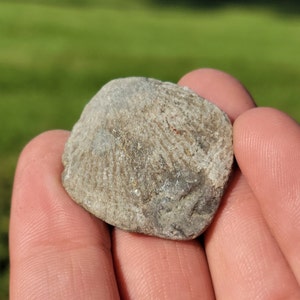 Brachiopod Shell Fossil, Full of Fossils, Cladopora Coral, Bryozoa ...