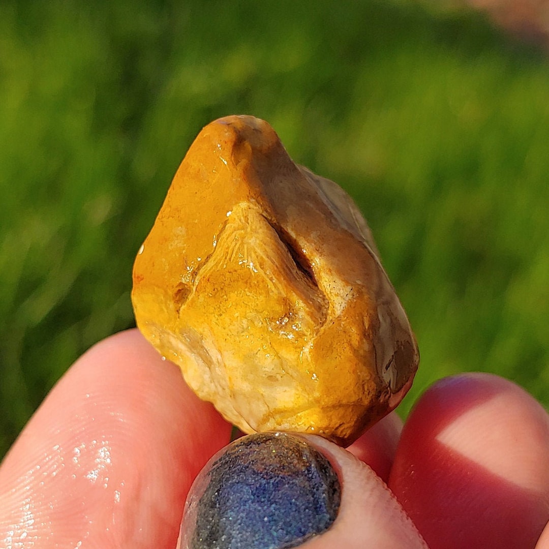 Arkansas Crowley Ridge Fossil Chert, Rugosa Horn Coral, Mississippi ...