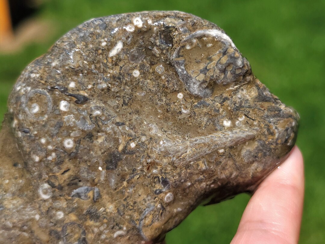 Fenestella Bryozoa Fossil Crinoidal Limestone, Cladopora, Brachiopods ...