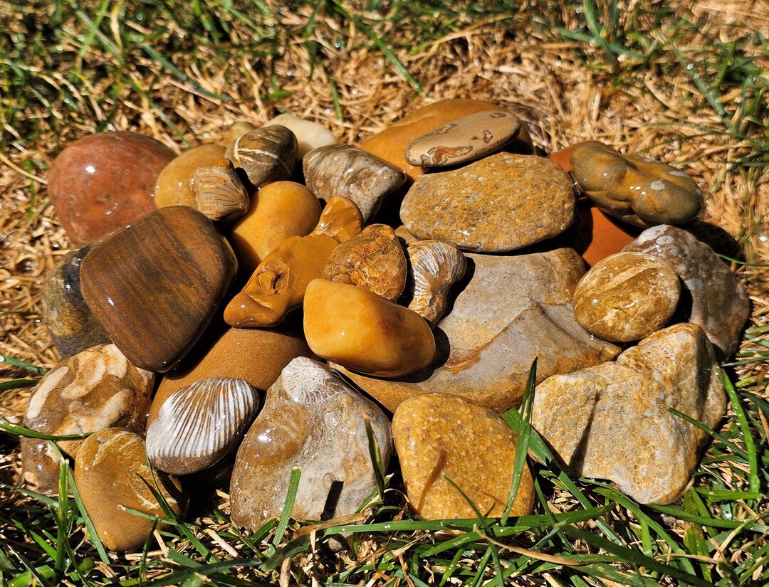 Yellow-brown Rocks & Fossils Set, Great Lake Huron, Michigan Rocks, 4 ...