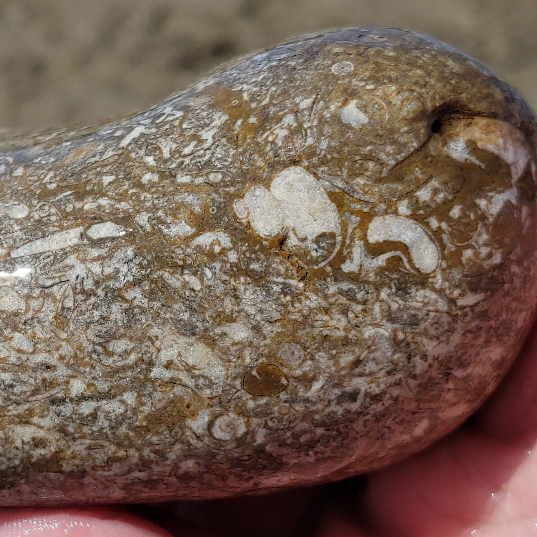 Large Fossiliferous Limestone of Gastropod & Brachiopod Shell Fossils ...