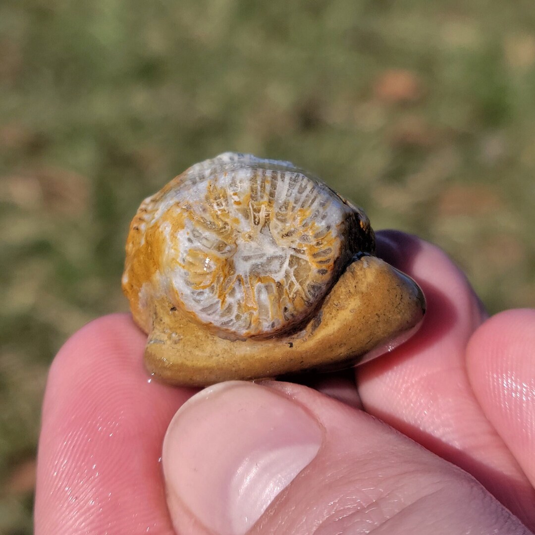 Whole Silicified Rugosa Horn Coral Fossil, Radial Septa, Limonite ...