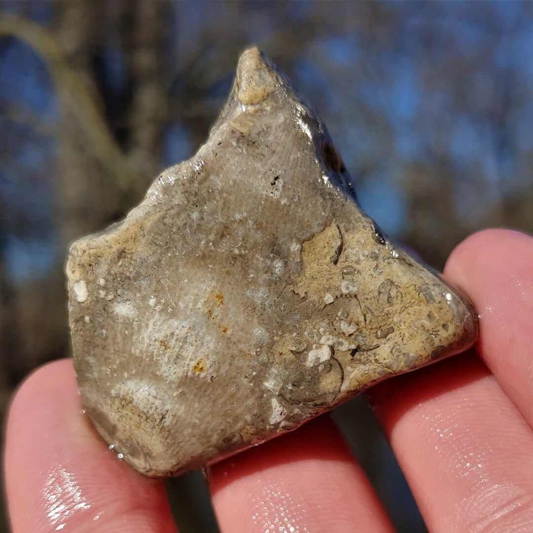 Rugosa Horn Coral Fossil, Brachiopods, Bryozoa, Crinoids, Packstone ...