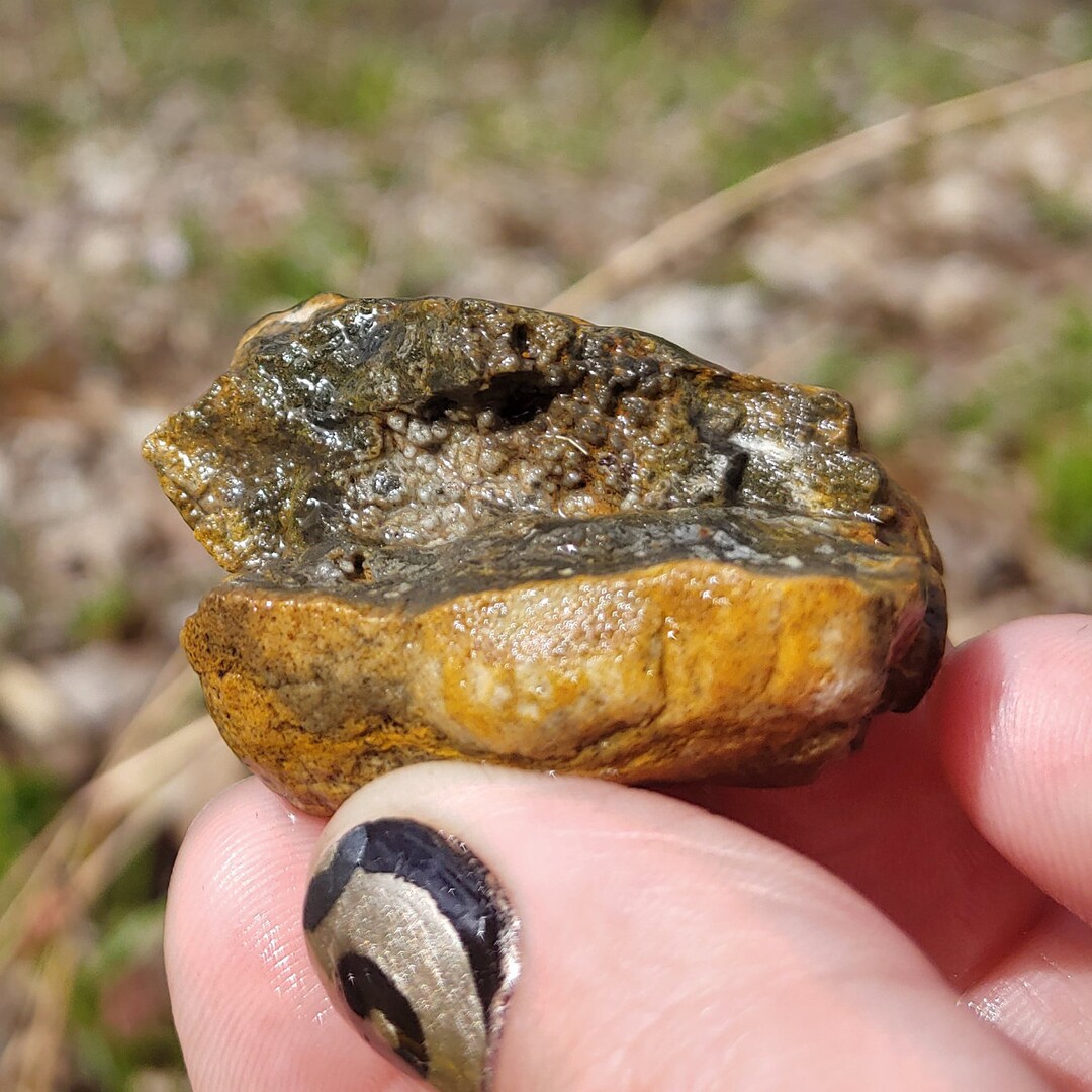 Arkansas Crowley Ridge Chert, Grey Chalcedony, Stromatolite Fossil ...