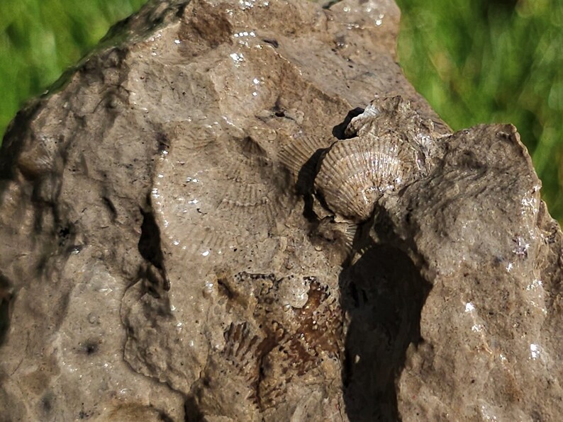 Brachiopod Fossils, Devonian Limestone, Well-preserved Detail W Mother ...