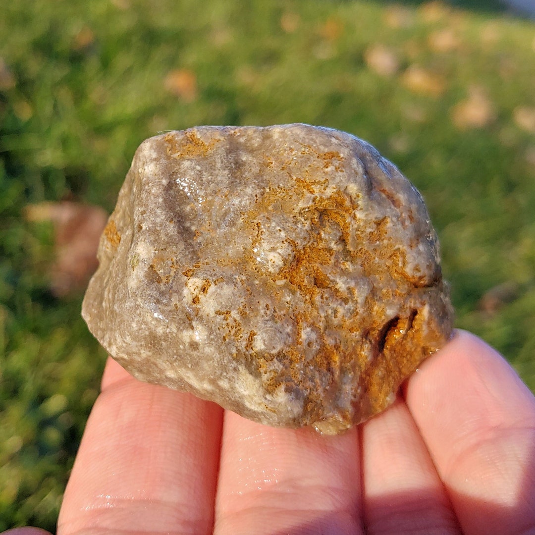 Rough Stromatoporoid Sponge Fossil, Crinoid Fossils, Fluorescent Fossil ...