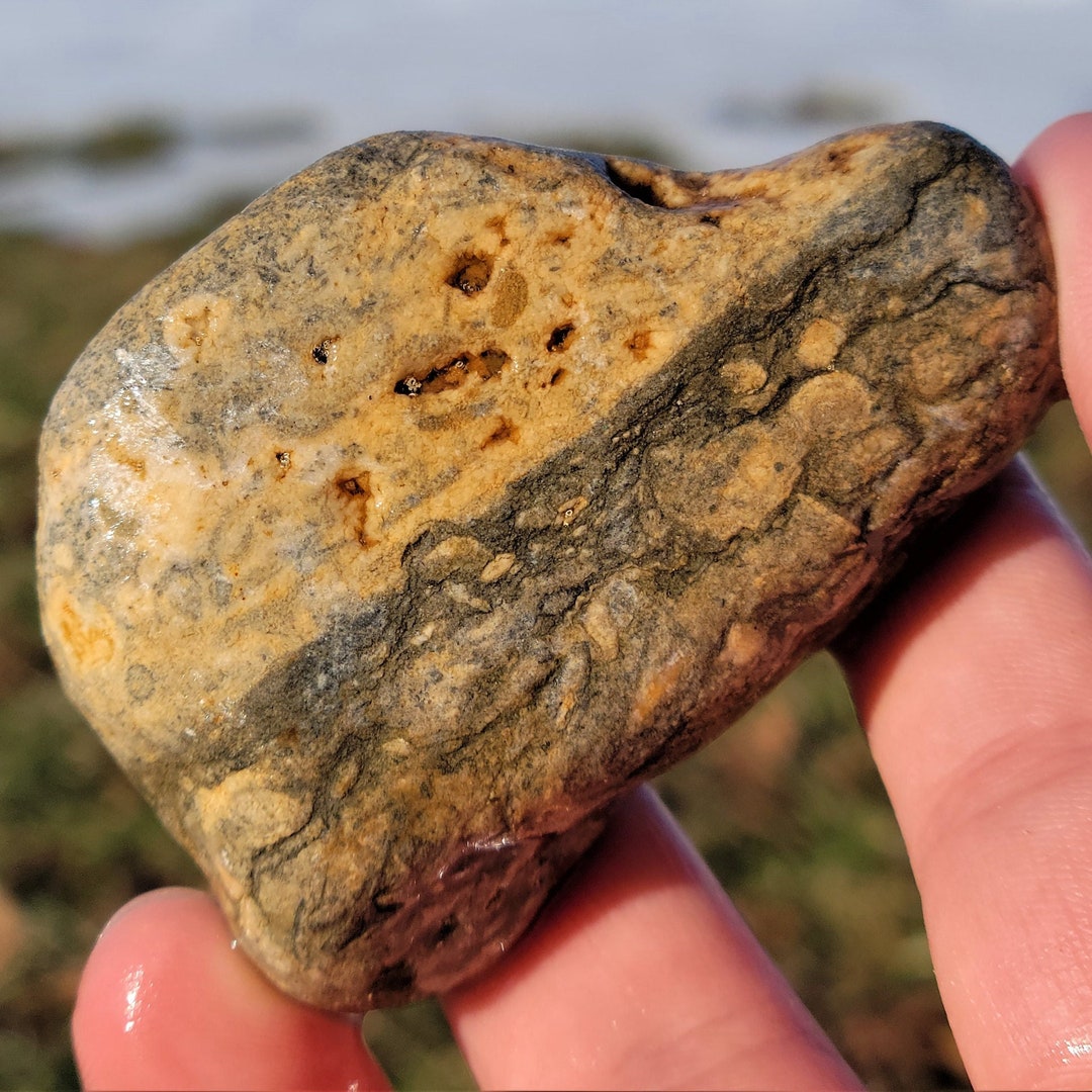 Fossiliferous Limestone, Orange Gypsum, Cladopora Coral, Brachiopods ...