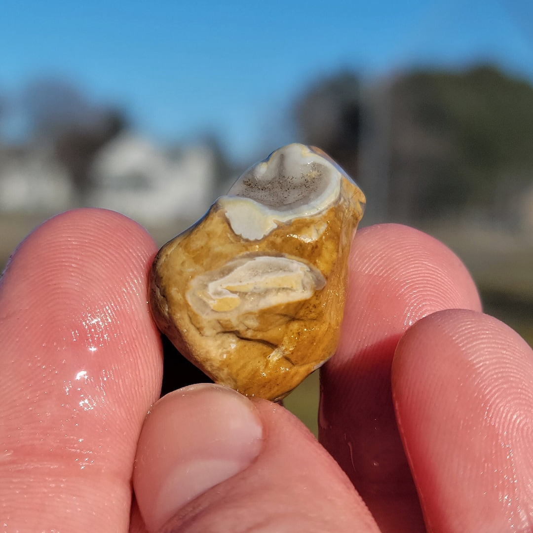 Silicified Brachiopod Shells Fossil, Druzy Quartz, Crinoidal Chert ...