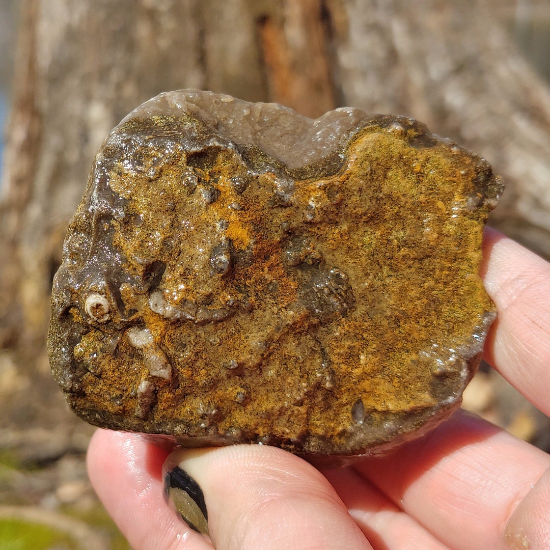 Large Stromatoporoid Sponge Fossil, Visible Mounds, Cladopora Coral ...