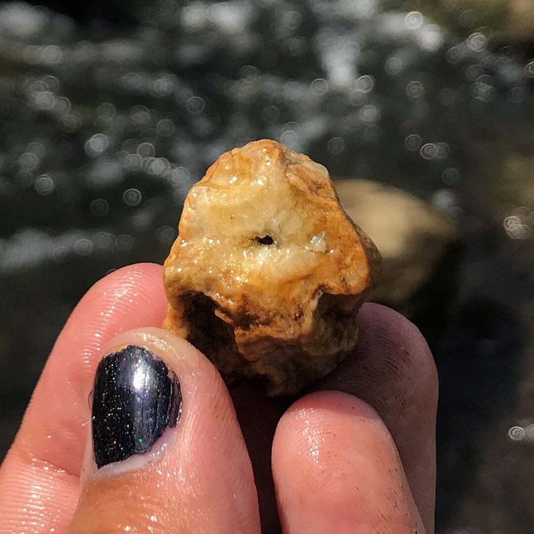Coldwater Lace Agate Stromatolite Fossil Mississippi River Rock W Gemmy ...