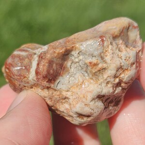 Oolitic Agatized Fossil Pseudomorph, Silicified Coral or Sponge Fossil ...