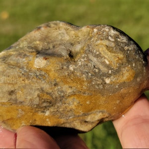 Petoskey Stone, Hexagonaria Percarinata Coral, Cladopora, Fossil ...