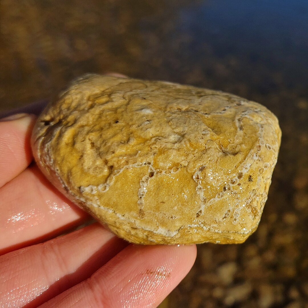 Large Halysites Chain Coral Tabulate Ordovician Fossil, Brachiopod ...