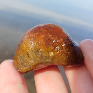 Small Ordovician Fossil Limestone, Rugosa Horn Coral, Cladopora, Sponge ...