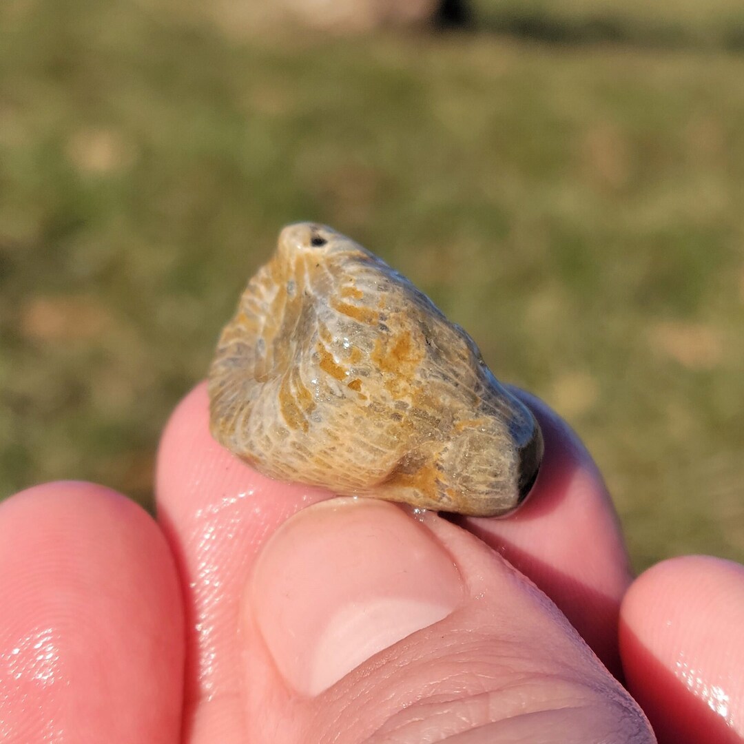 Whole Rugosa Horn Coral Fossil, Orange Limonite, Great Lake Huron ...