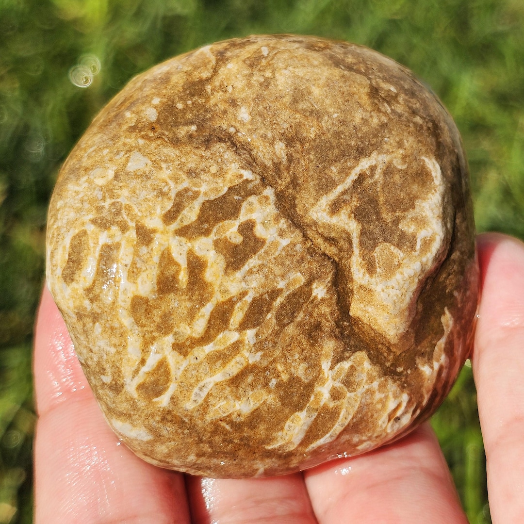 Large Halysites Chain Coral Fossil, Crinoid Limestone, Brachiopod ...