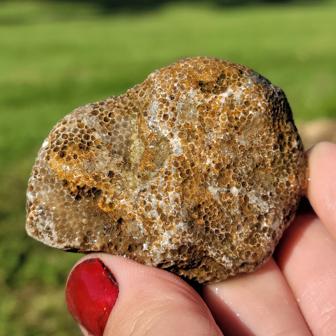 Stunning Whole Charlevoix Stone, Favosites Coral Fossil, Ordovician ...