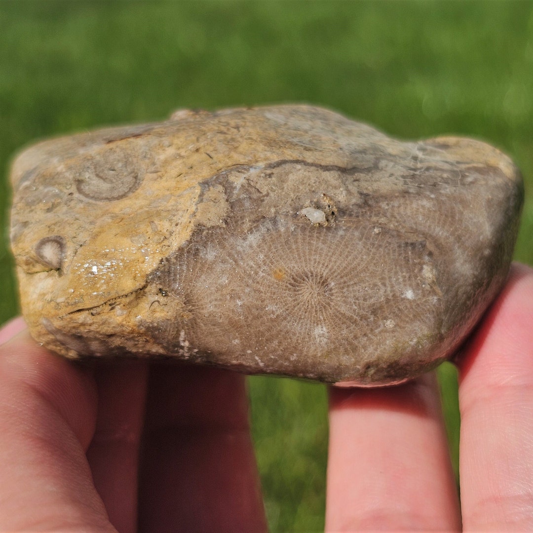 Petoskey Coral Fossil, Hexagonaria Percarinata, Crinoids, Bryozoa ...
