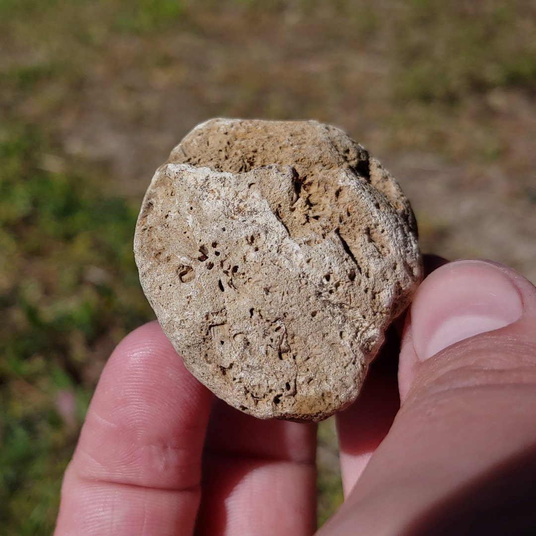 Steinkern Fossil, Horn Coral, Crinoids, Brachiopod Cast, Dendritic ...
