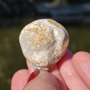 Lacey Rugosa Horn Coral Ordovician Fossil W Shells, Crinoids, Orange ...