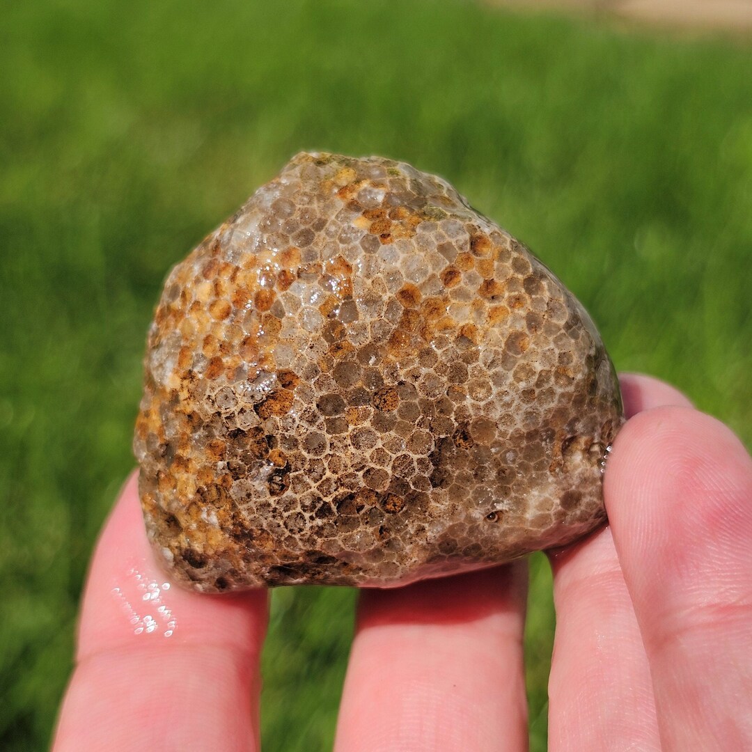 Whole Favosites Coral Fossil Shelf, Swirled Sprout, Charlevoix Stone ...