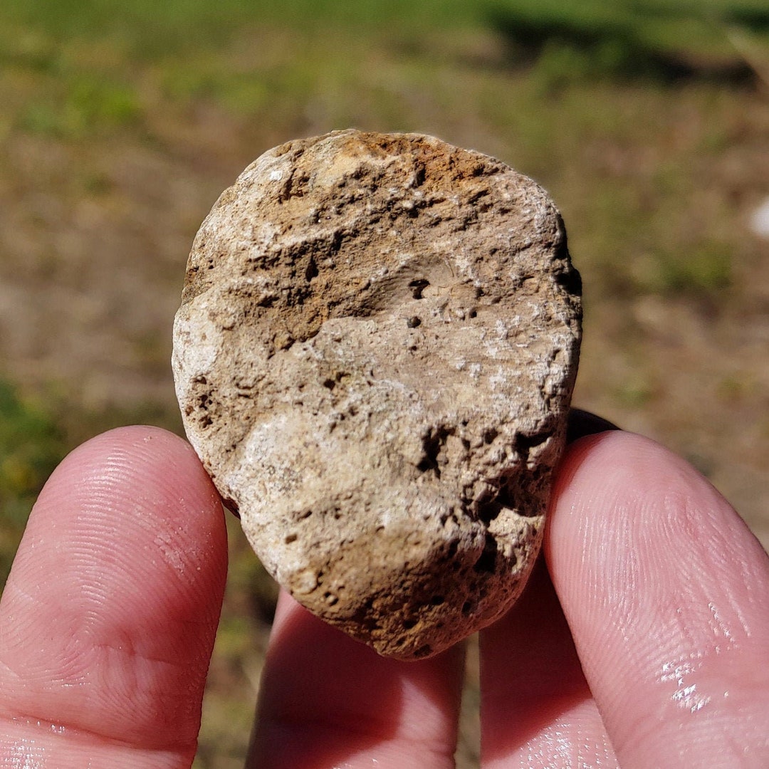 Steinkern Fossil, Horn Coral, Crinoids, Brachiopod Cast, Dendritic ...