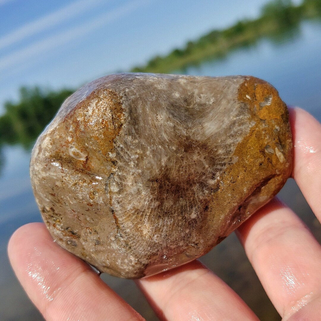 Rugosa Horn Coral Fossil, Cladopora, Brachiopods, Fossil Limestone ...