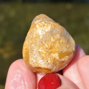 Lacey Rugosa Horn Coral Ordovician Fossil W Shells, Crinoids, Orange ...