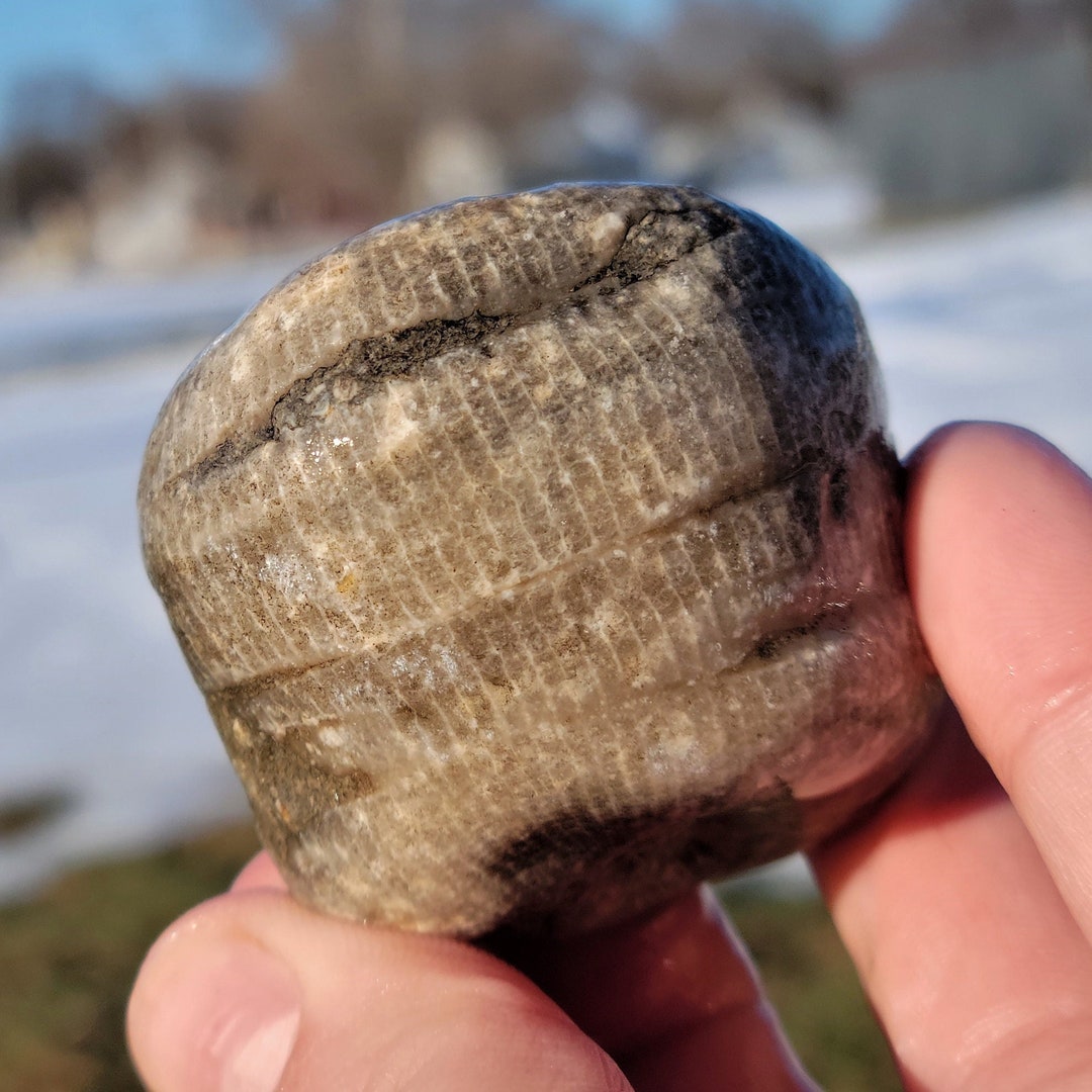 Whole Rugosa Horn Coral Fossil, Crinoid Remnants, Uncommon Large Size ...